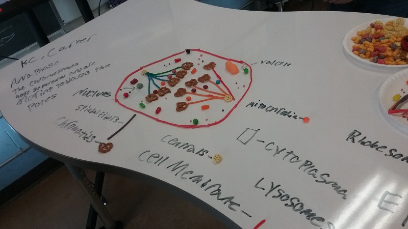 West Central C.U.S.D. #235 - Cell Division Models